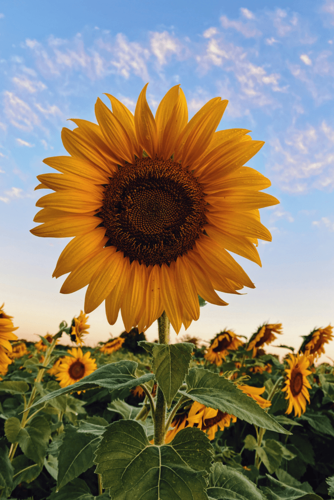 🌻Our Little Friday Letter (Friday 8th August 2025) - Our Little House ...